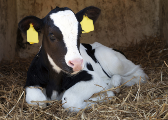 AB Agri - The launch of AB Neo