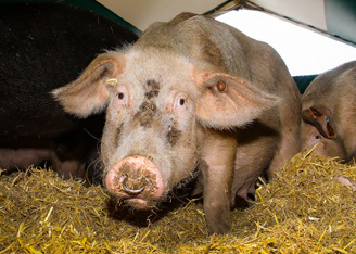 AB Agri - Our stories